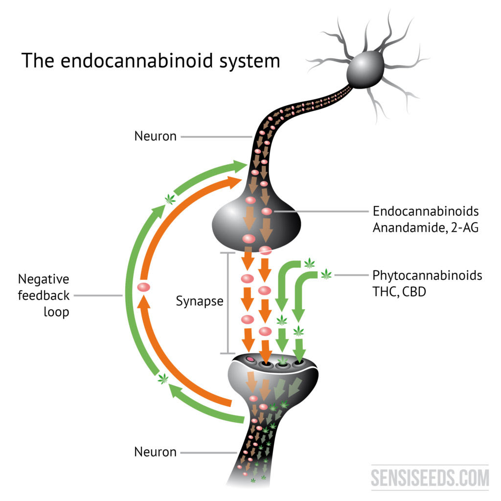 The Endocannabinoid System Bryan s Green Care
